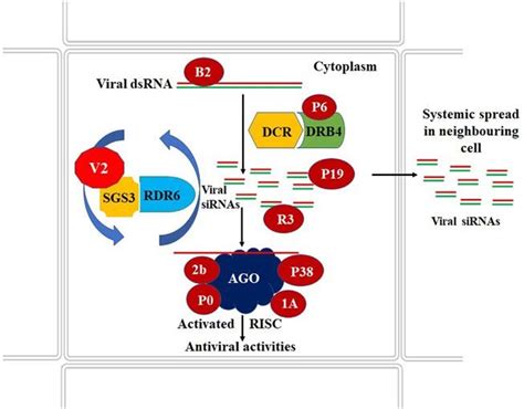 A Model Showing Mode Of Action Of V2 Protein As A Suppressor Of Rna