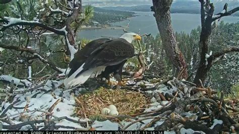Hatched Big Bear Bald Eagles Jackie And Shadow Welcome Two New Eaglets Ktla