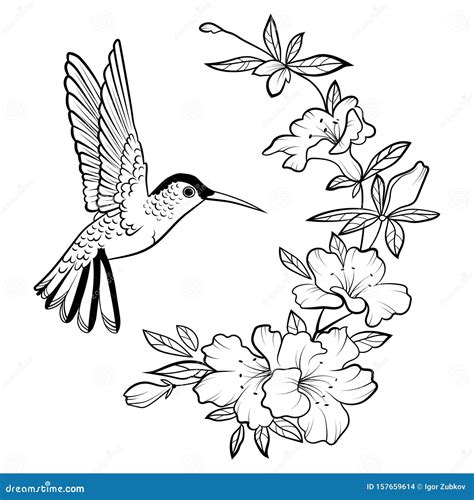 Hummingbird And Flower Drawings