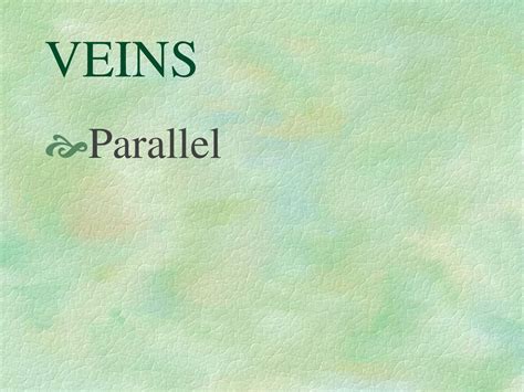 Botanical Name Taxus Cuspidata Ppt Download