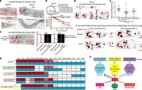 Mechanism Of Nlp Gene Expression Regulation Across Spatial Download Scientific Diagram