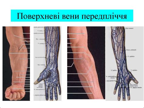 Будова та розвиток вен регіональні особливості кровопостачання органів