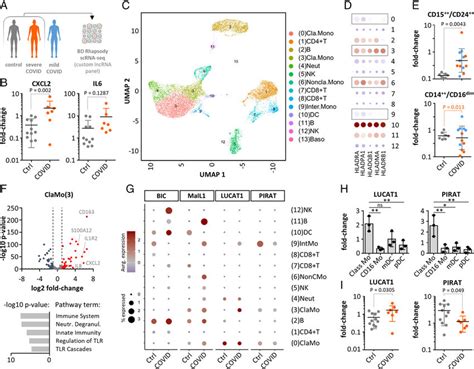 ScRNA Seq Analysis Of LincRNA Expression During COVID 19 A Patient Download Scientific