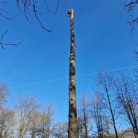 Dynamic Tree And Land Dynamic Tree And Land Services