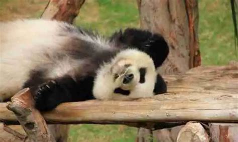 How Do Giant Pandas Communicate The 5 Commons Sounds Bestofpanda How Do Giant Pandas Communicate The 5 Commons Sounds Bestofpanda