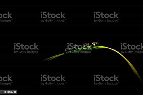 비 방울 추상 자연 배경으로 다채로운 녹색 잔디를 젖은 이 슬 방울과 신선한 잎 매크로 보기 클로즈업 0명에 대한 스톡 사진 및 기타 이미지 Istock