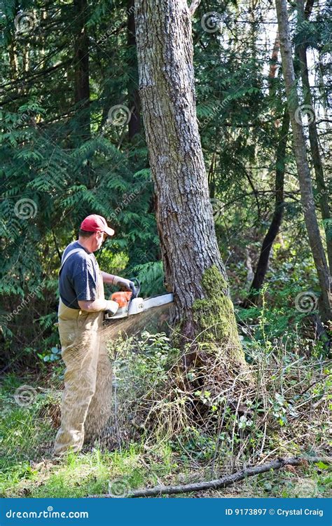 Large Tree Roots Unearthed With Soil Removed Before Cutting It Down And Digging Out Of Ground To