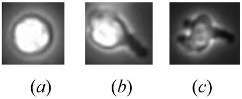 An Improved Two Shot Tracking Algorithm For Dynamics Analysis Of