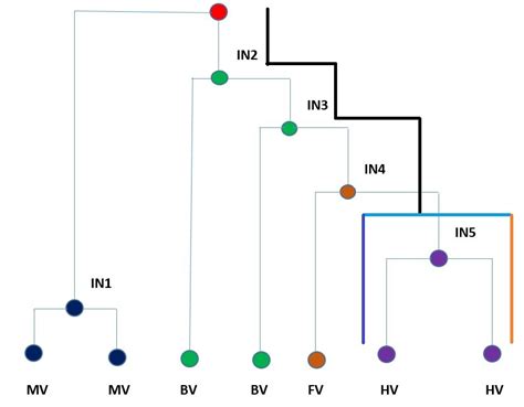 Interpretation Of Ambiguity In Phylogenetic Tree Download Scientific Diagram