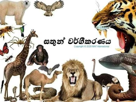 ගුරුතුමී ️📚 ප්‍රාථමික ශ්‍රේණි දරුවන් සදහා