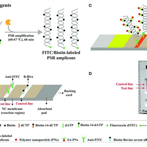Outline Of Label Free Lamp Combined With Lateral Flow Biosensor Lfb A Download Scientific