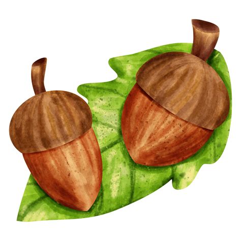 Watercolor Acorn Clipart Picture Clipartix