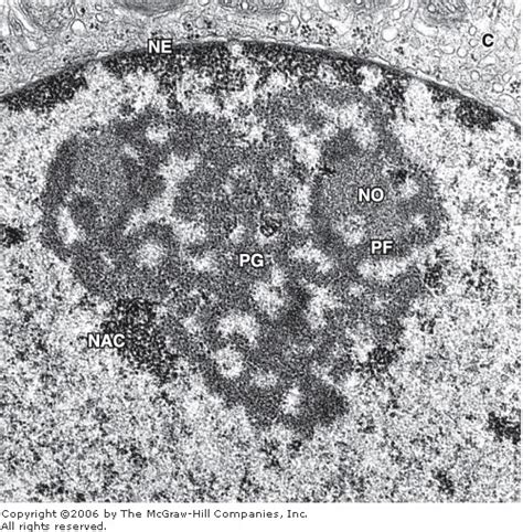 De Histology Nucleolus