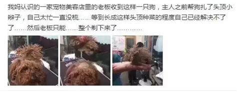 給泰迪扎了個小辮卻沒有時間梳理結果泰迪變沙僧了 每日頭條