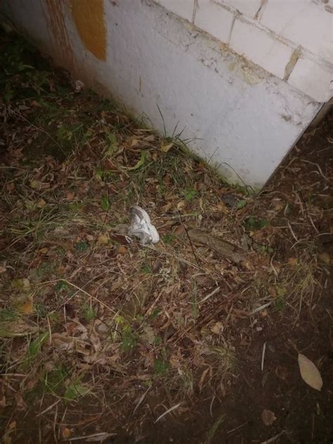 Create Meme Dove The Bird Is At Home Birds Pictures Meme