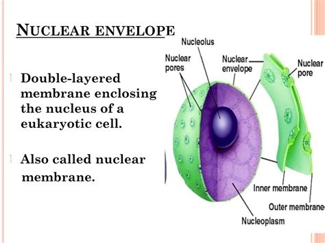 Ppt Nucleus Structure And Function Powerpoint Presentation Free