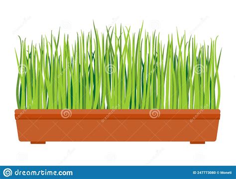 Fresh Green Grass In A Rectangular Pot Young Green Grass In Pot