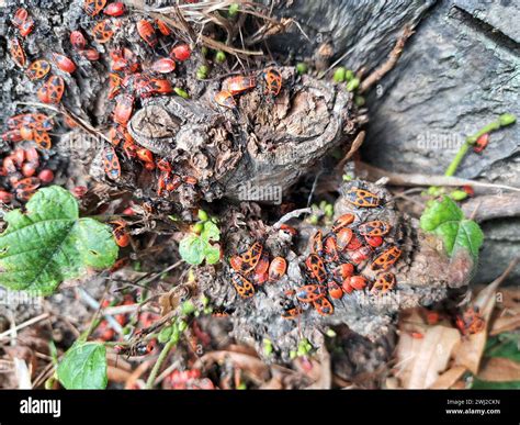 Common Fire Bug Pyrrhocoris Apterus Beetles And Nymphs Hi Res Stock