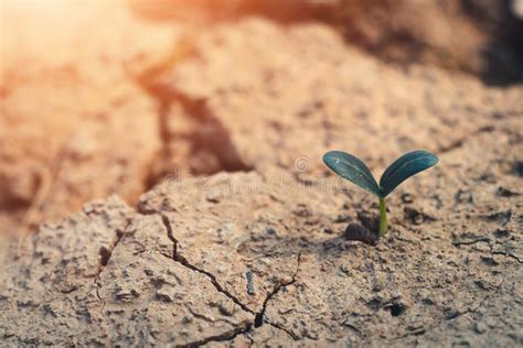 Growth Of Trees In Drought Crisis Living With Tree Drought Stock Image Image Of Rough Crack