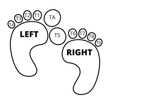 Podiatry Toe Modifier L Medical Billing L Podiatry L Modifiers L Cheat Sheet L Etsy