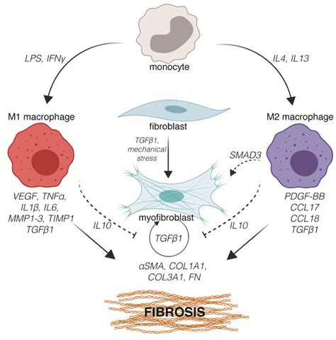 Macrophages In Fibrosis Macrophages In Tissue Repair Regeneration