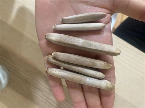 Discover More Like Beach Hi Does Anyone Know What These Are And Related Content Scrolller