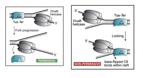 Replication Termination In E Coli And B Subtilis Proteopedia Life In 3d