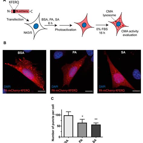 Schematic Representation Of Endocannabinoids Synthesis And Degradation