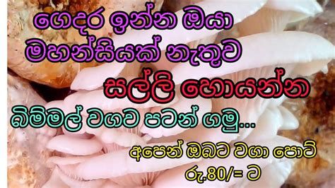 ඉහල ආදායමක් තියෙන බිම්මල් වගව ගෙදර ඉන්න ඔයාට අපෙන් වගා පොට් Youtube