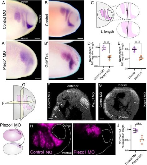 Loss Of Piezo1 Leads To Neural Crest Migration Defects In Vivo A B Download Scientific