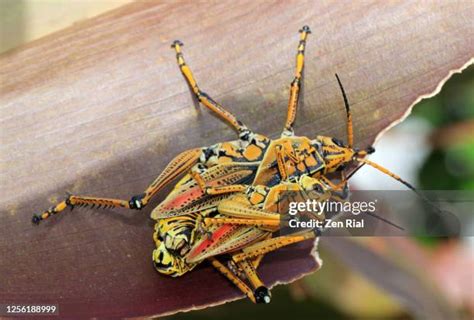 Grasshopper Variety Photos And Premium High Res Pictures Getty Images