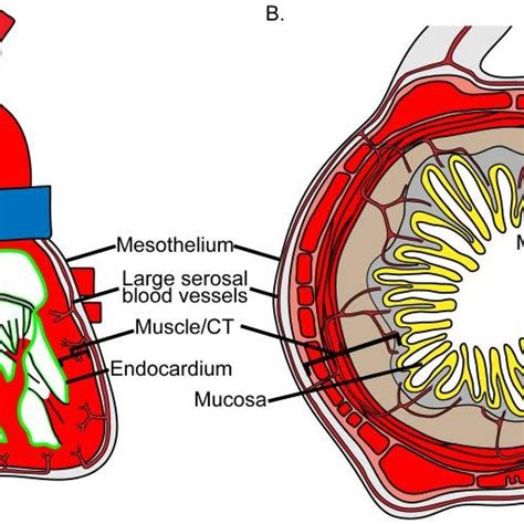 Pdf Development Of The Serosal Mesothelium