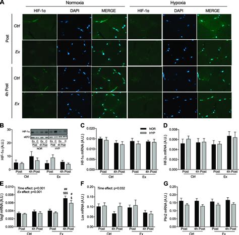 Regulation Of The HIF A Pathway By Hypoxia And Exercise A HIF A Download Scientific Diagram