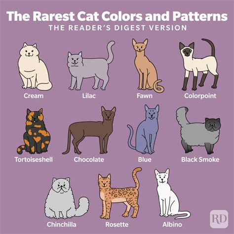 Types Of Cats According To Color [2025]