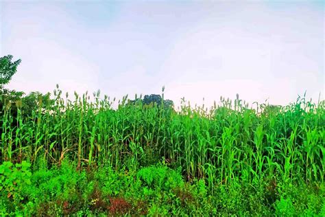 ပွင့်ဖြူမြို့နယ်၌ ယခုနှစ် မိုးသီးနှံစိုက်ပျိုးရာသီတွင် နှံစားပြောင်း ၁၆၇ စိုက်ပျိုးပြီးစီးပြီဖြစ