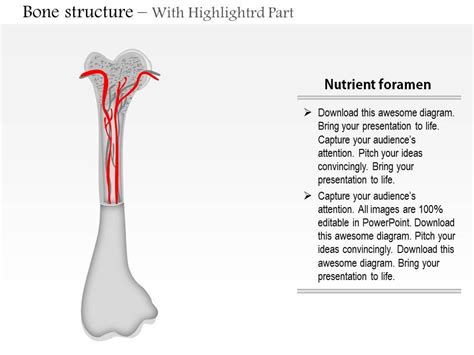 Bone Structure Medical Images For Powerpoint Powerpoint Templates Designs Ppt Slide