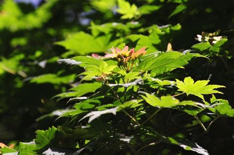 단풍나무 종류와 특징에 대해 공부해보자 네이버 블로그