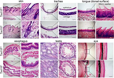 Histological Analysis Of Tmprss11f Ko Mouse Tissues Selected Tissues Download Scientific