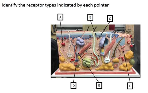 Diagram Sensory Receptors On Skin Model Diagram Quizlet