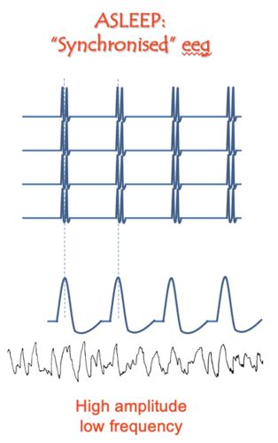 Modulatory And Arousal Systems Part C Flashcards Quizlet