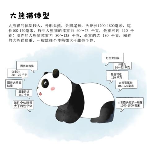 滚滚漫画 大熊猫的外形特征 图片中国 中国网