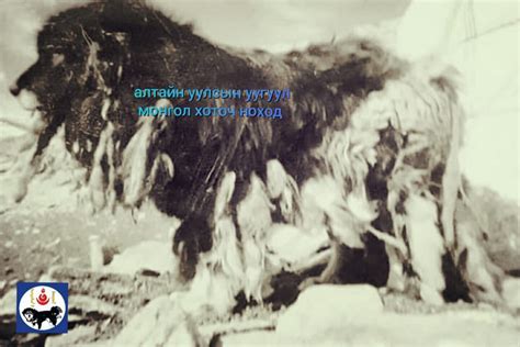 Алтайн уулсын уугуул монгол хоточ хүчирхэг ноход үржүүлэгчид