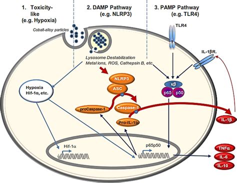 Cobalt Alloys Plos One