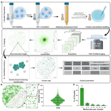 Viruses Free Full Text Single Molecule Super Resolution Imaging Of T Cell Plasma Membrane