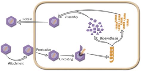 Virus Replication Flashcards Quizlet