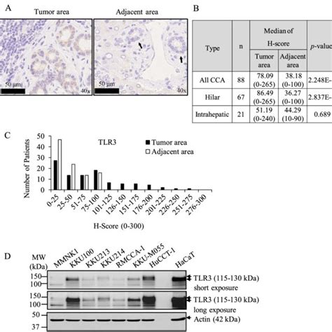 Tlr3 Is Frequently Expressed In Primary Cca Tissues And Cell Lines A