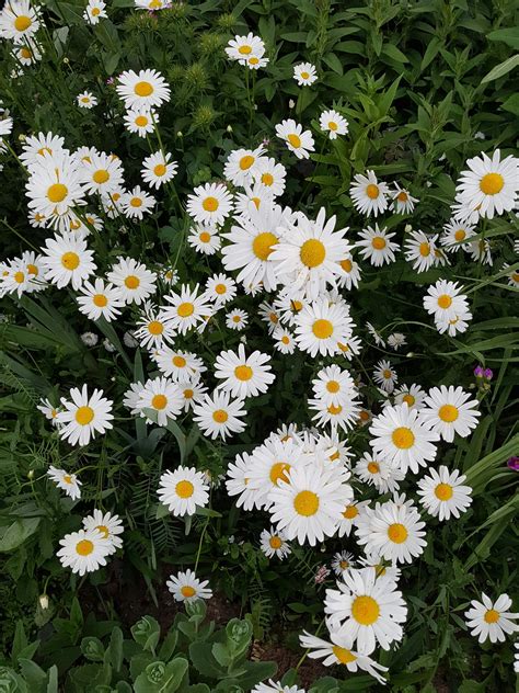 경치 국화 국화 Leucanthemum 꽃 꽃 무늬 꽃무늬 꽃밭 꽃이 피는 꽃잎 녹색 단풍 농업 다년생 데이지 땅바닥 밝은 봄 선명한 수분