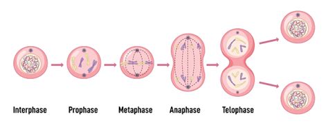 Diagram Of Cell Cycle Geeksforgeeks