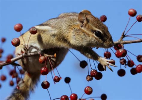 Cute Chipmunks Adorable Animal Pictures