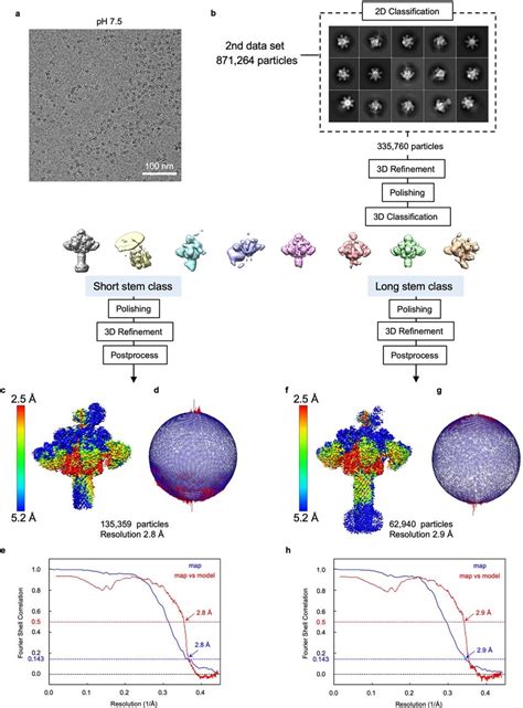 Single Particle Analysis Of The 2nd Data High Resolution Ia Bound Download Scientific Diagram